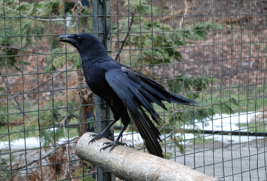 Caring for Crows