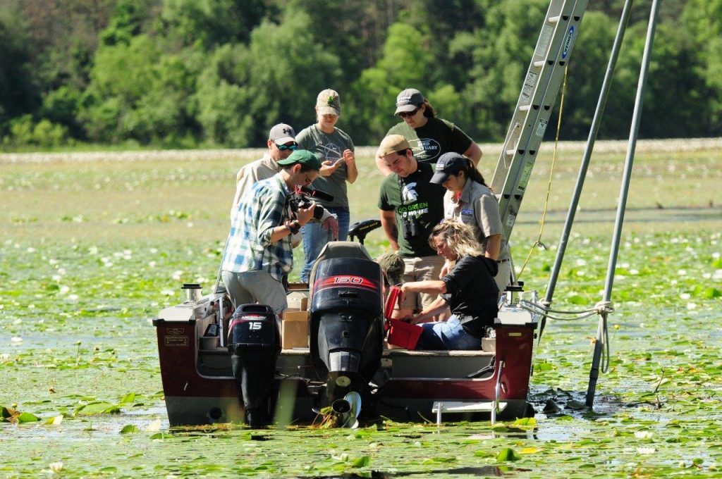 Osprey Banding with MDNR