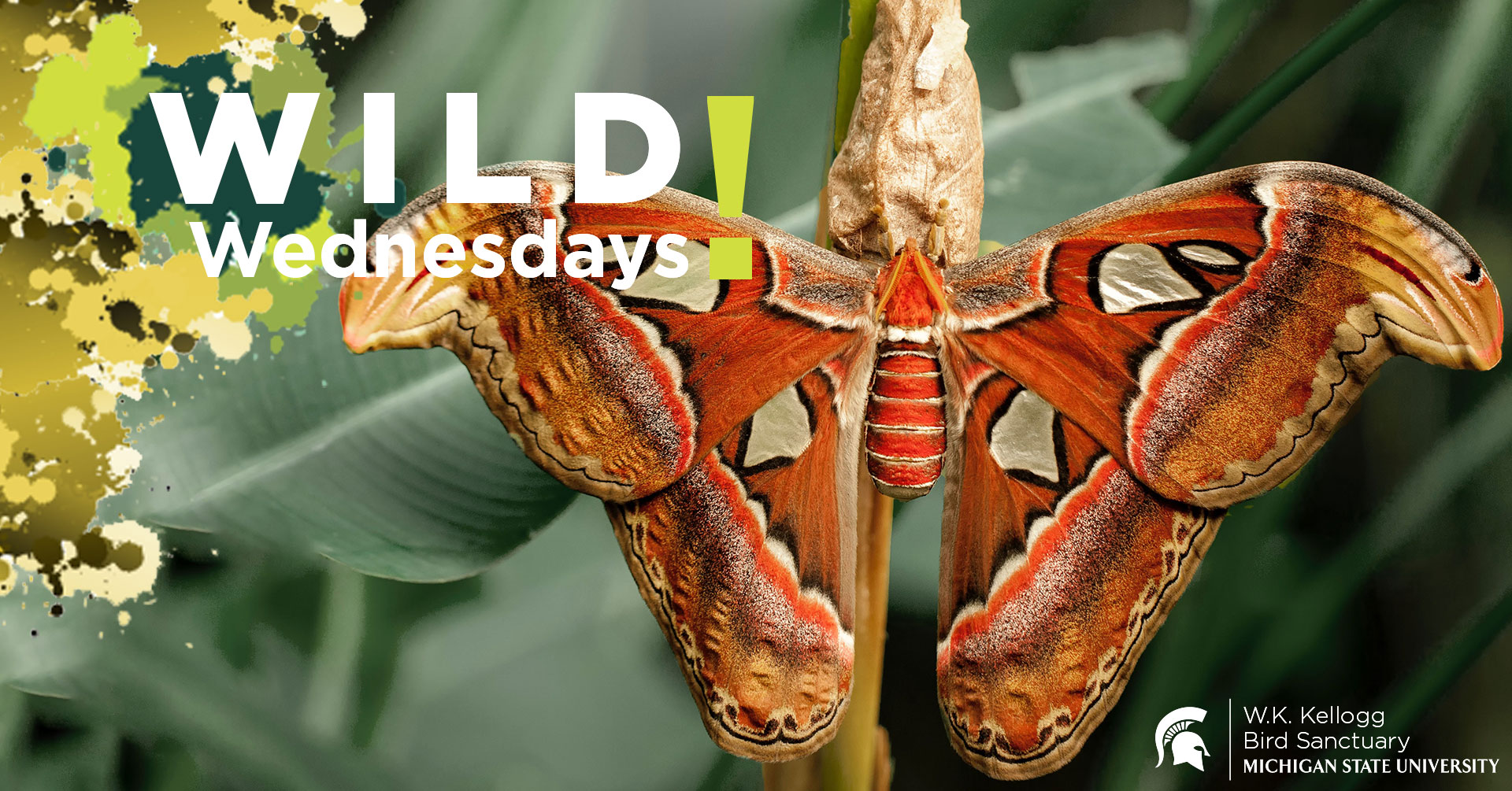 Wild Wednesdays: Marvelous Moths! ONLINE