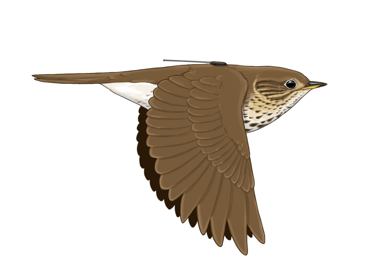 Thrushes, what do you know about them?