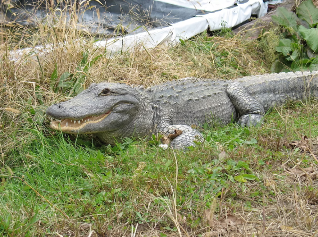 Critchlow Alligator Sanctuary- Membership Exchange Month